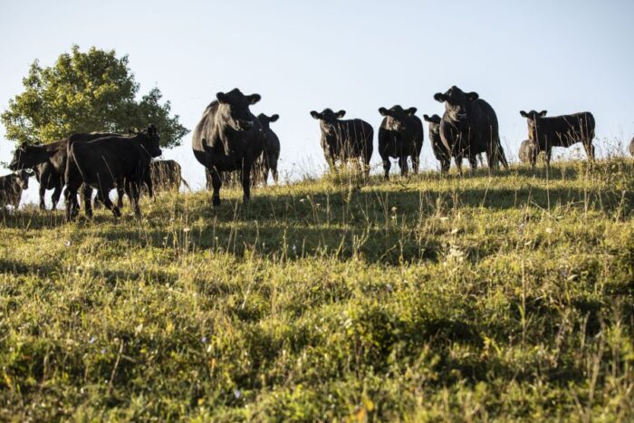 NATURAL BREEDING OF ANGUS CATTLE (GRASS FED) - Karpaten Premium Angus
