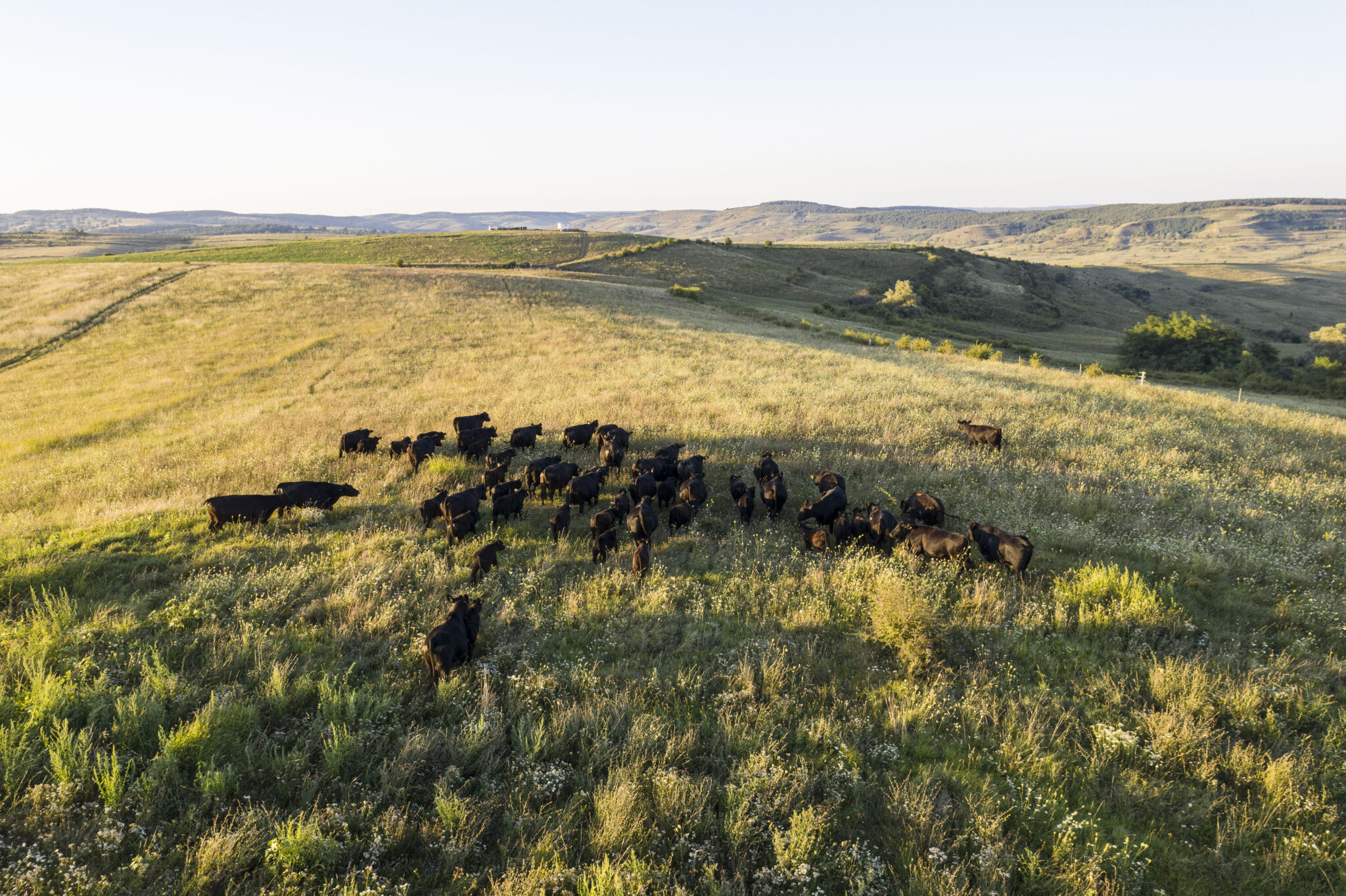 THE SHORT PRODUCTION CHAIN OF PREMIUM ANGUS BEEF - Karpaten Premium Angus